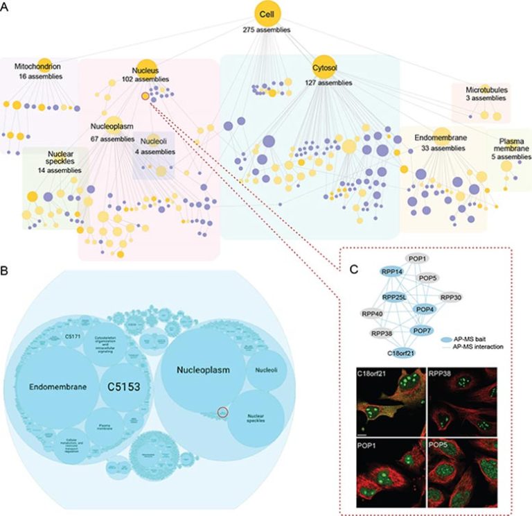 The Most Detailed Map of the Human Cell Ever Made – Powered by AI and ...
