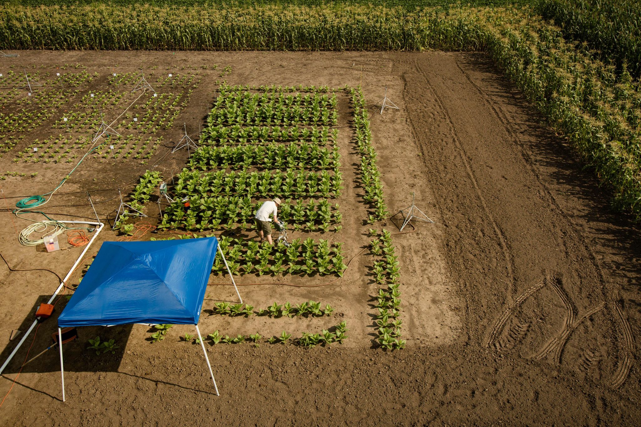 Photosynthesis Hacks Boost Yield and Conserve Water