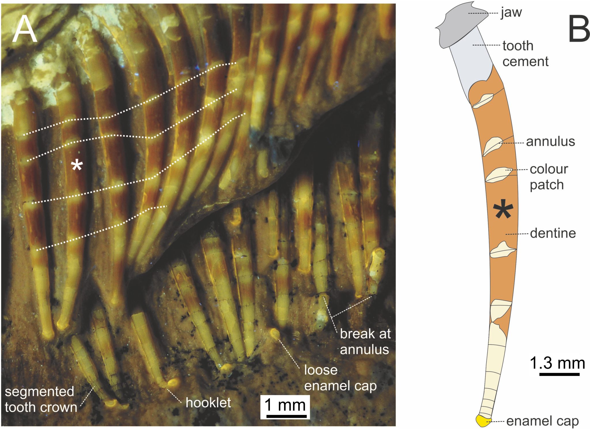 “Never Seen Before” – Scientists Discover an Extraordinary New Species ...
