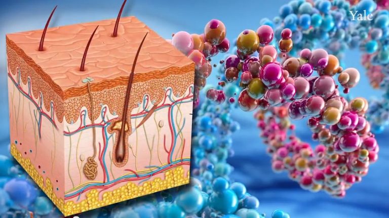 Stanford Scientists Examine How UV Radiation Affects the Protective ...