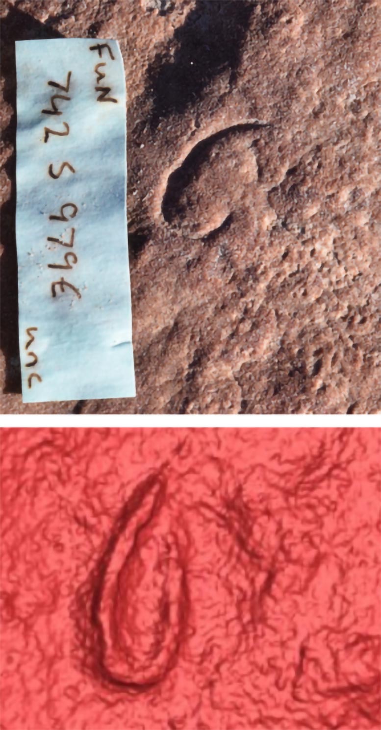 Breakthrough Fossil Sheds Light on the Dawn of Diverse Animal Life