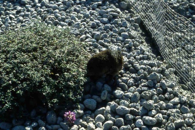 The Day Gophers Revived Mount St. Helens: A 24-Hour Miracle
