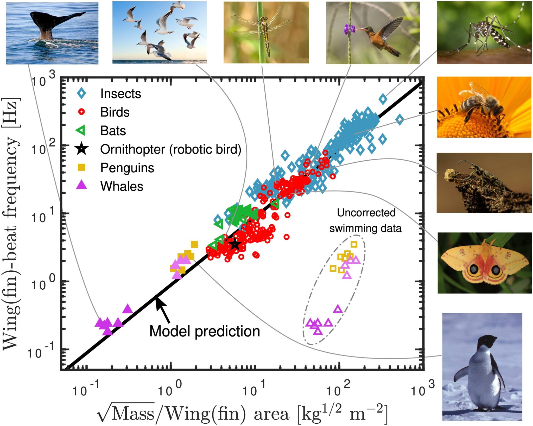 Breaking Barriers in Biology: Universal Equation Links Wingbeats of ...