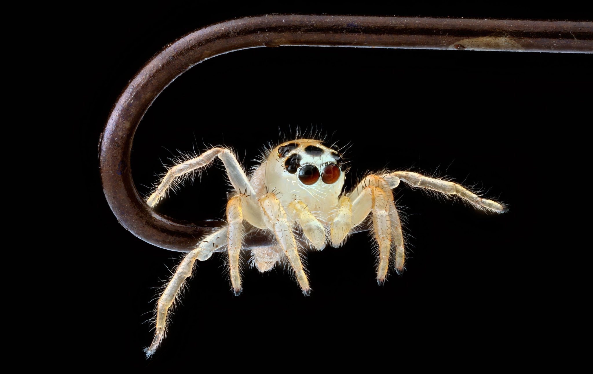 How Spiders Can Distinguish Living From Non-Living Objects in Their ...