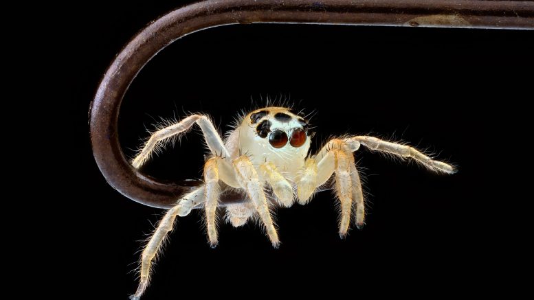 Adanson's Jumping Spiders Hunt Using Unusual Depth Perception