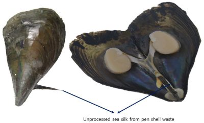 Scientists Solve the 2,000-Year-Old Mystery of Sea Silk’s Unfading Gold