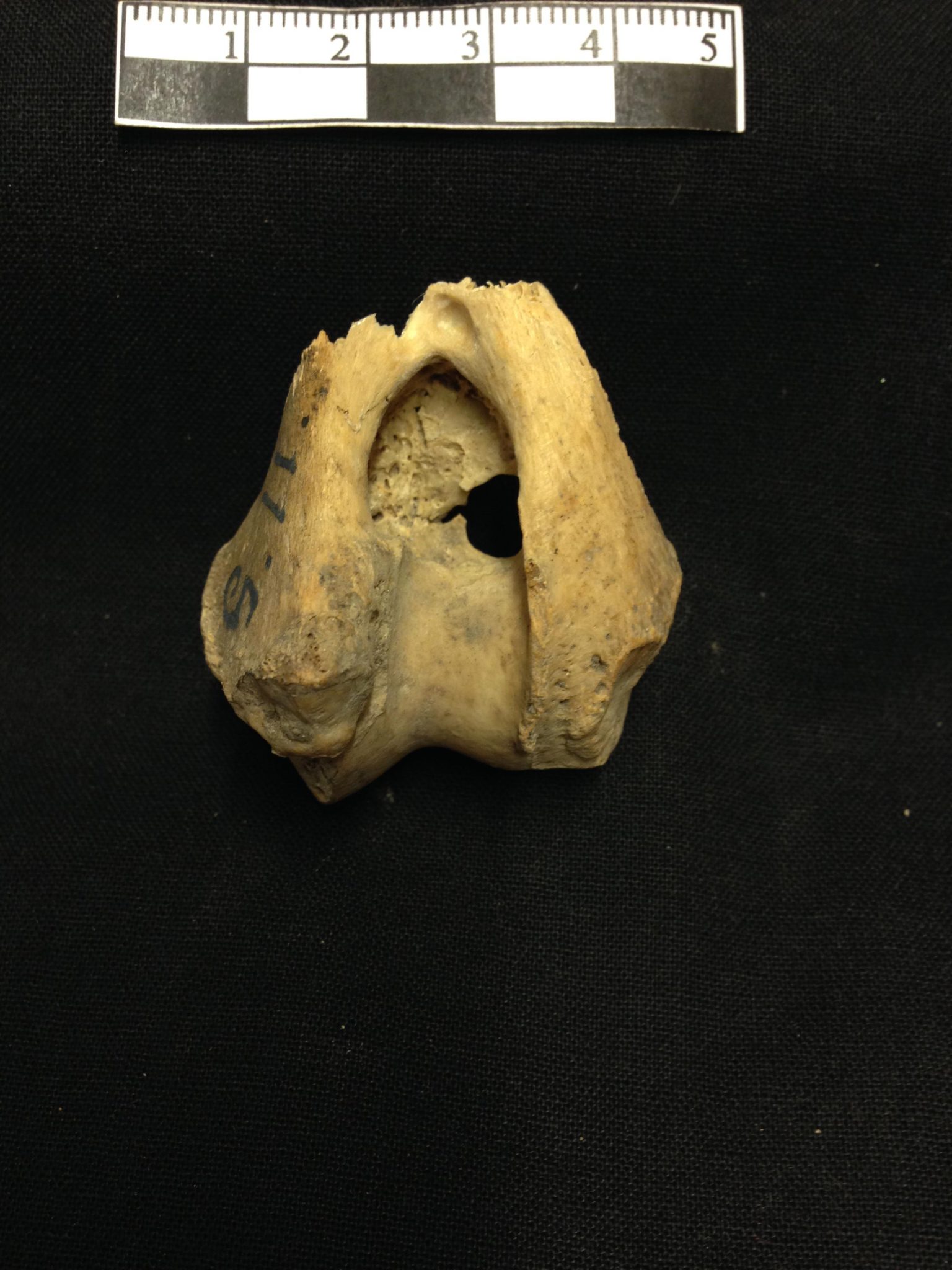 5,000-Year-Old Wolves Found on Remote Island Challenge Conventional ...