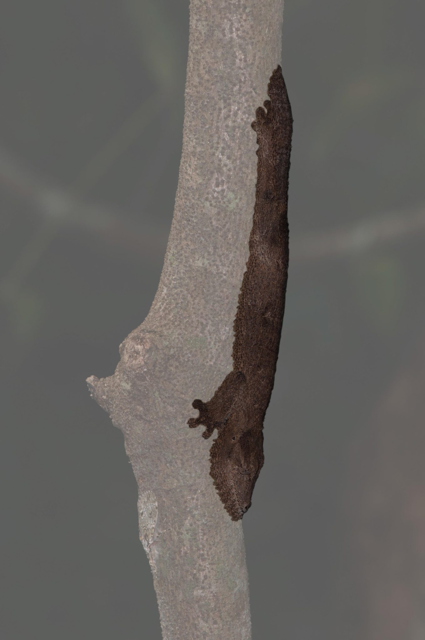 A Master of Disguise – Scientists Discover New “Cryptic” Species of ...