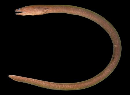 Hades’ Snake Moray Discovery Stuns Researchers in the Indo-Pacific