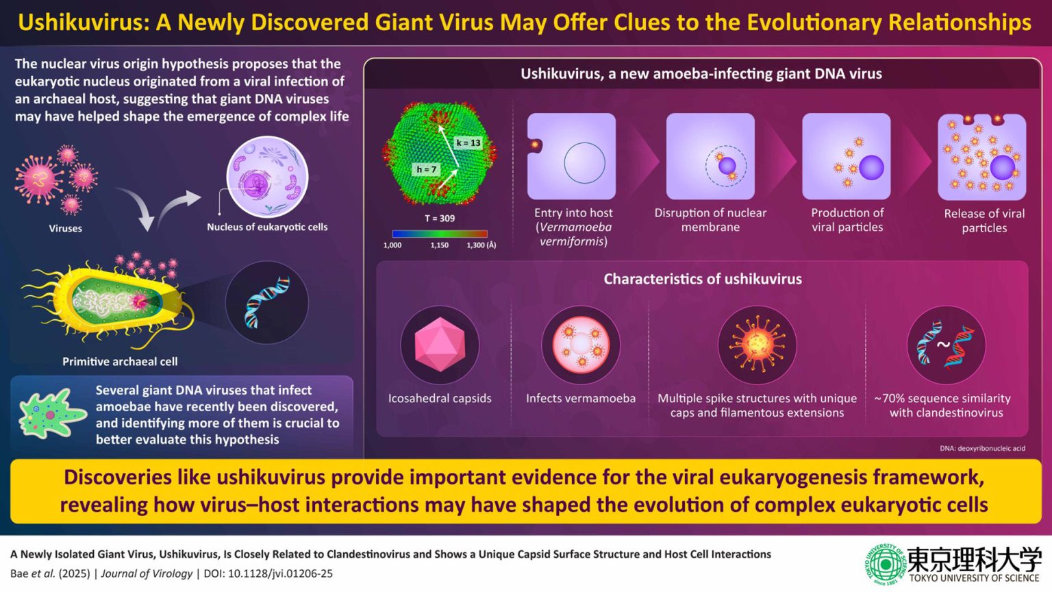 New Giant Virus Found in Japan May Rewrite the Origin of Complex Life
