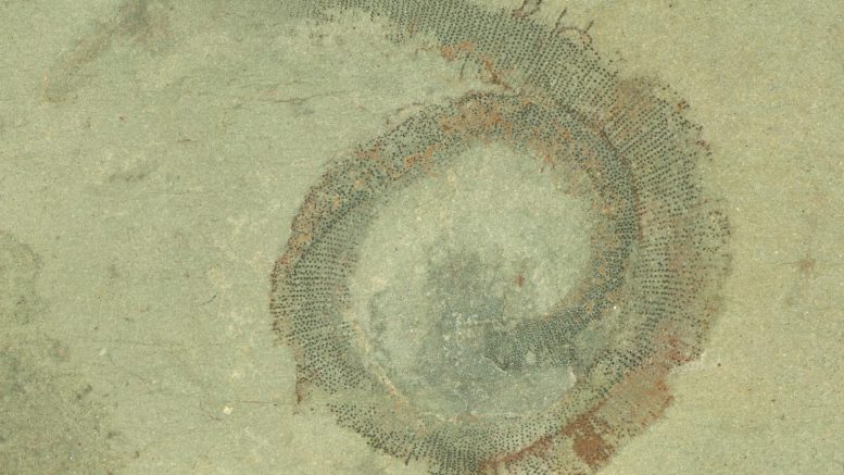 Bizarre Branching Worm With Dividing Internal Organs Discovered Growing ...