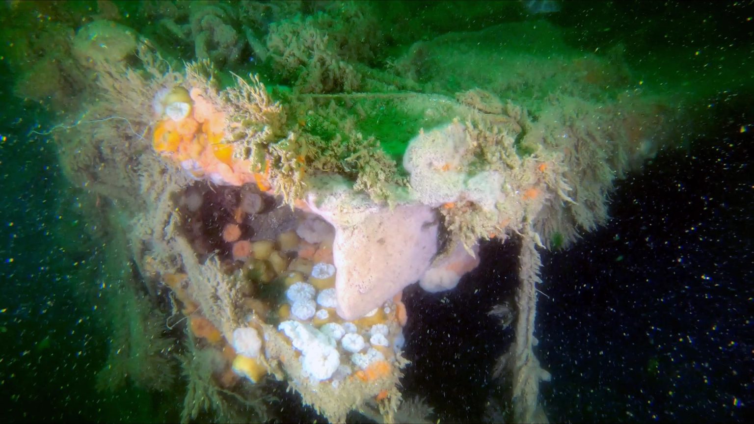 Historic WWII Shipwreck Has Leaked Many Pollutants Into the Sea ...