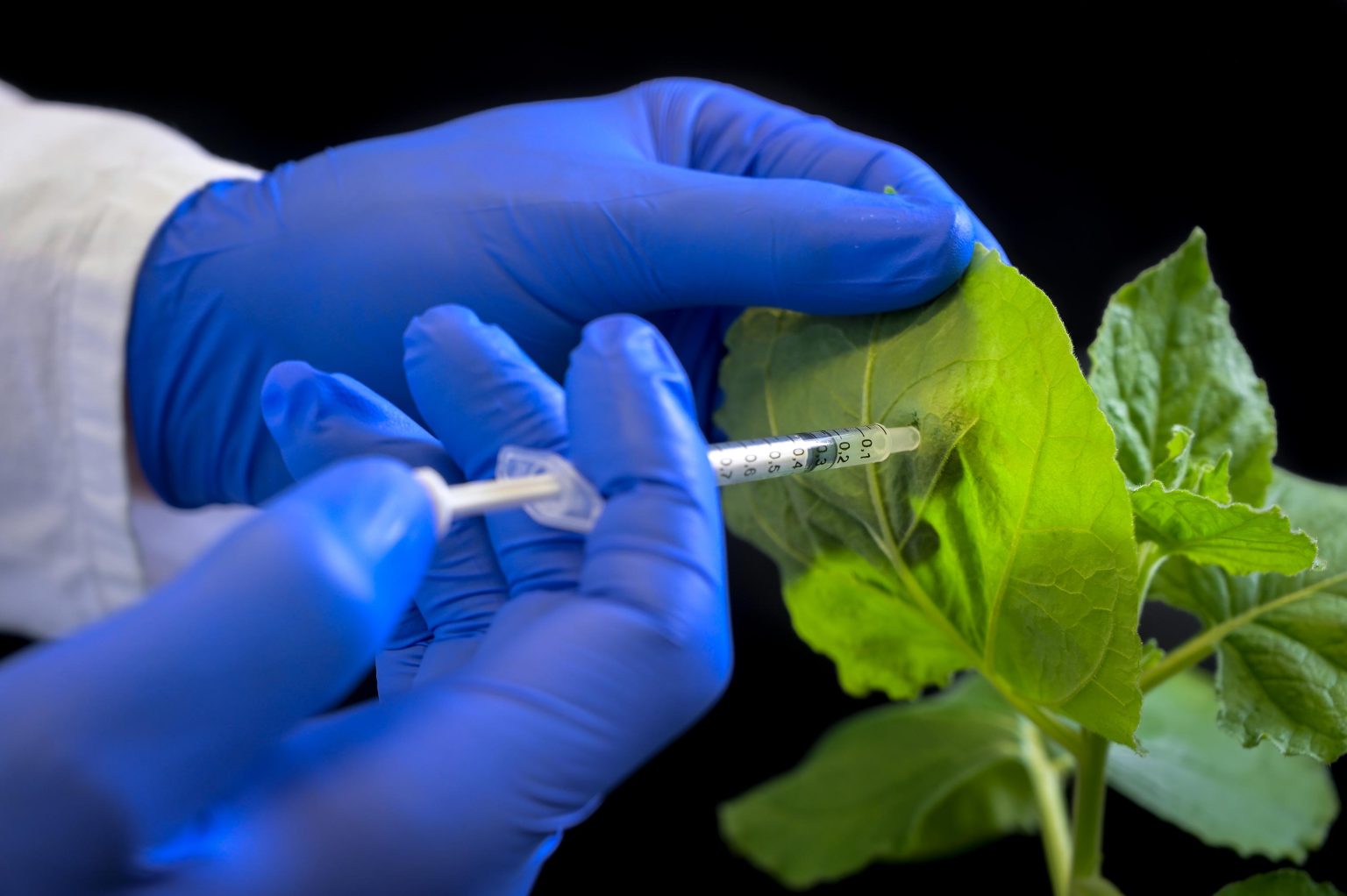 Scientists Unveil a Game-Changing RNA Shield Against Crop Viruses