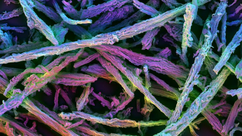 Cell-Squeezing Device Opens New Possibilities for Cell-Based Vaccines