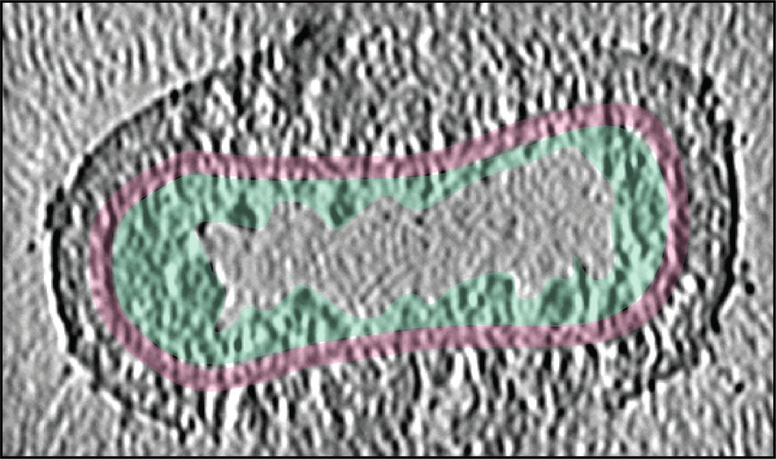 Unlocking Poxvirus Secrets: The Pivotal Role of A10 in the Battle