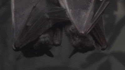 Film Reveals How Vampire Squids Eat