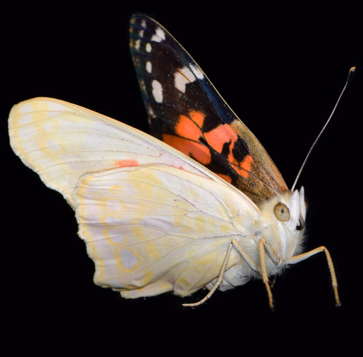 “Astonishing” Finding: Genomic Dark Matter Solves Butterfly ...