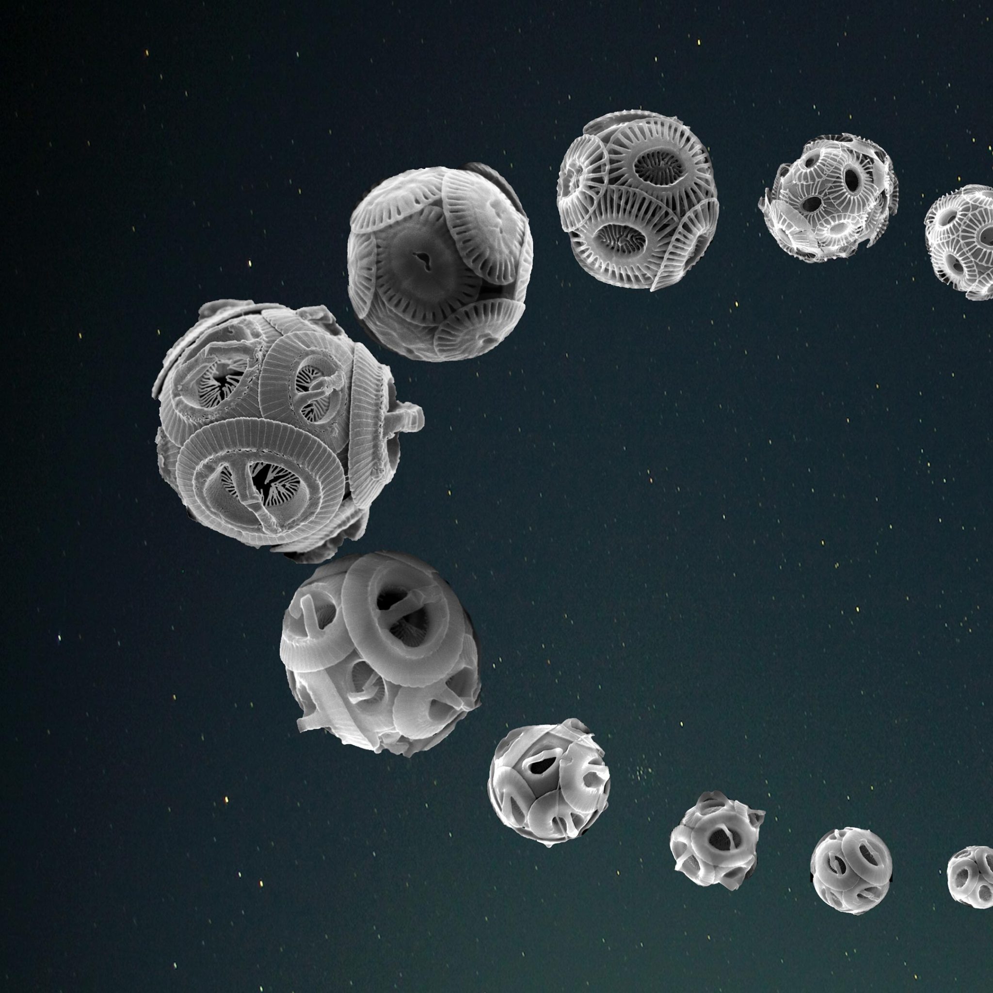 Variations in Earth’s Orbit Drove Biological Evolution of Coccolithophores