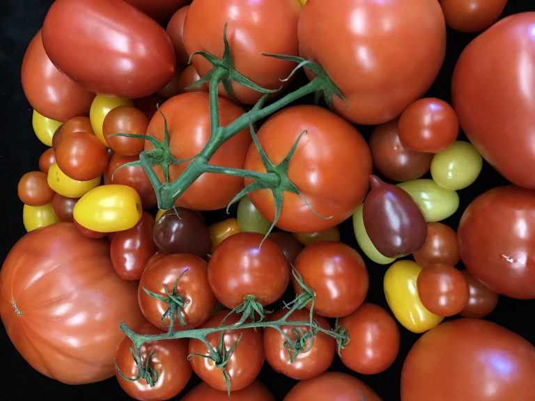 Tomato’s Hidden DNA Mutations Revealed in Genetic Study of 100 Varieties