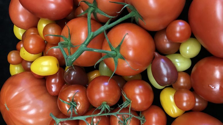 The Tomato Genomics Consortium Sequences the Tomato Genome