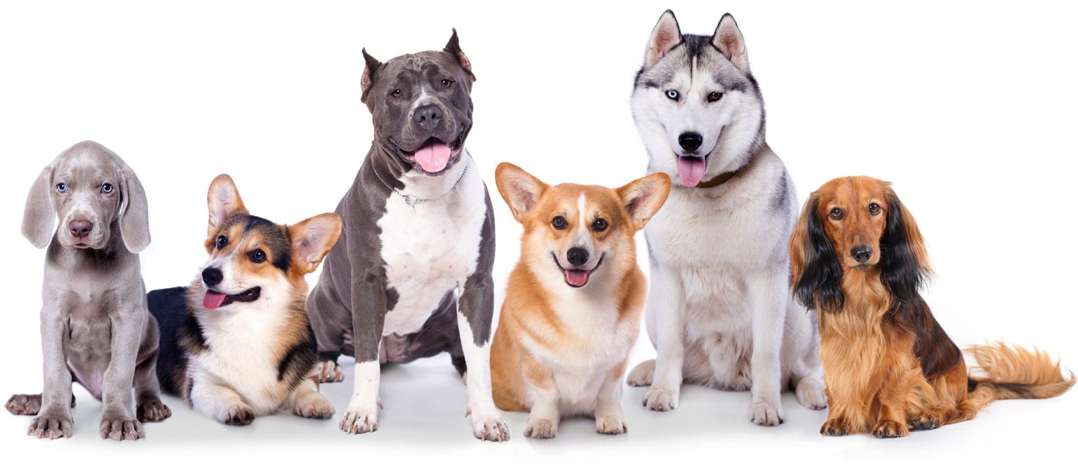 Behavior Resembling Human ADHD Seen in Dogs – Hyperactivity ...