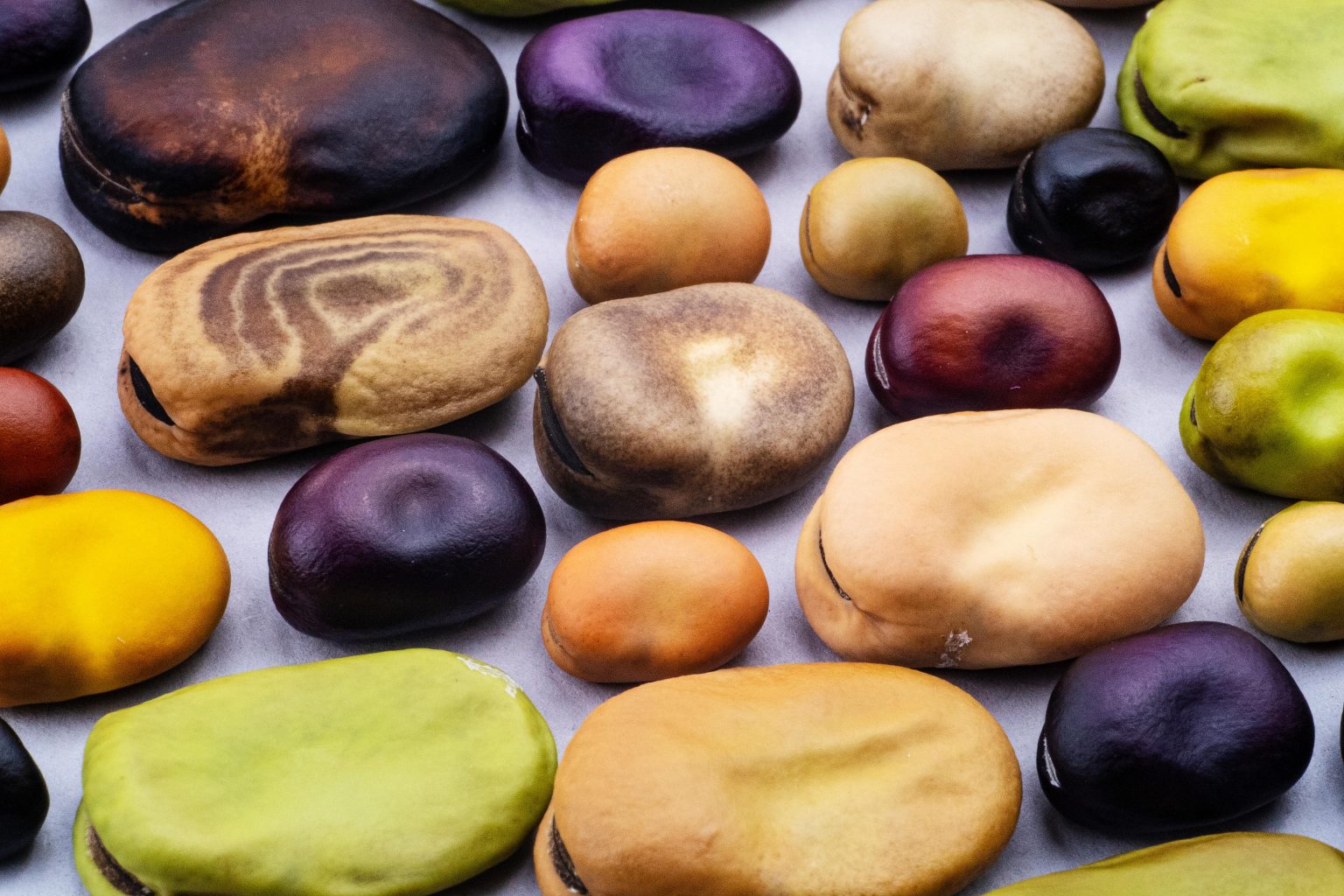 Optimizing Nutrition – Scientists Sequence Faba Bean Genome