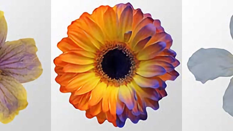 The Flower Clock: How a Small Protein Helps Flowers Develop Properly