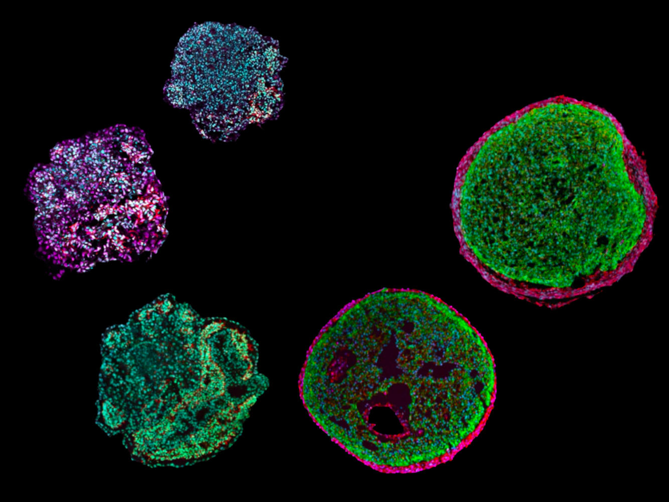 Unlocking the Secrets of the Heart – Scientists Create a Miniature ...