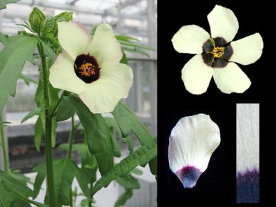 Nature’s Master Artists: Flowers That Paint Themselves
