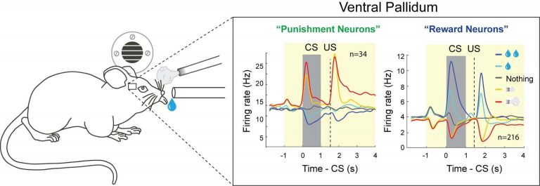 The Brain Balances Pleasure and Pain – Here’s How