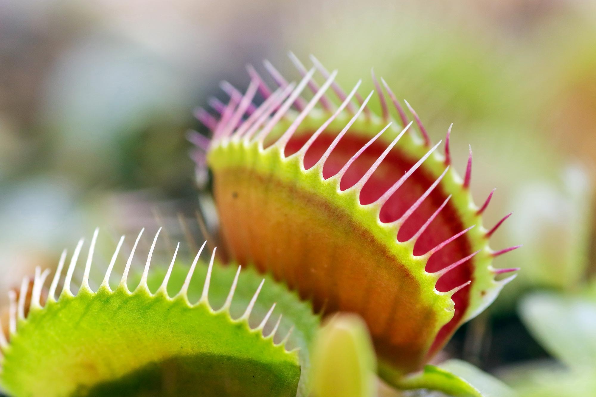  Venus Flytrap Bio Sensors Engineered To Snare Pollutants