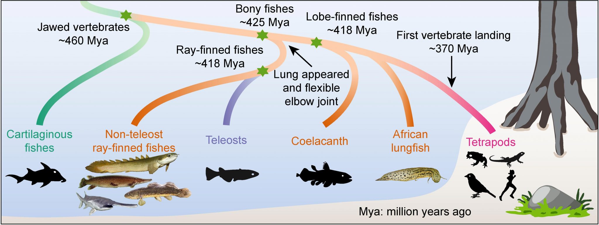 Surprise! We’re More Like Primitive Fishes Than Once Believed