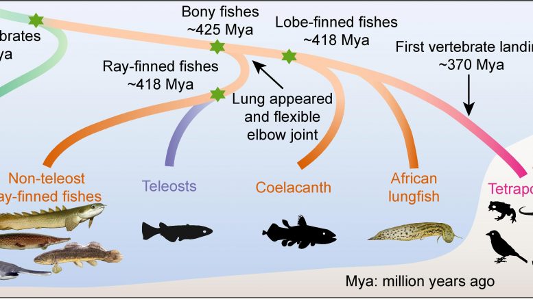 Shocking 439-Million-Year-Old “Shark” Forces Scientists To Rethink the ...