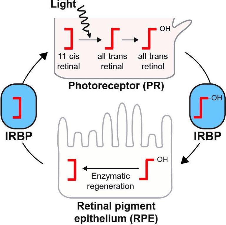 500 Million-Year Journey: The Bacterial Origins of Our Vision