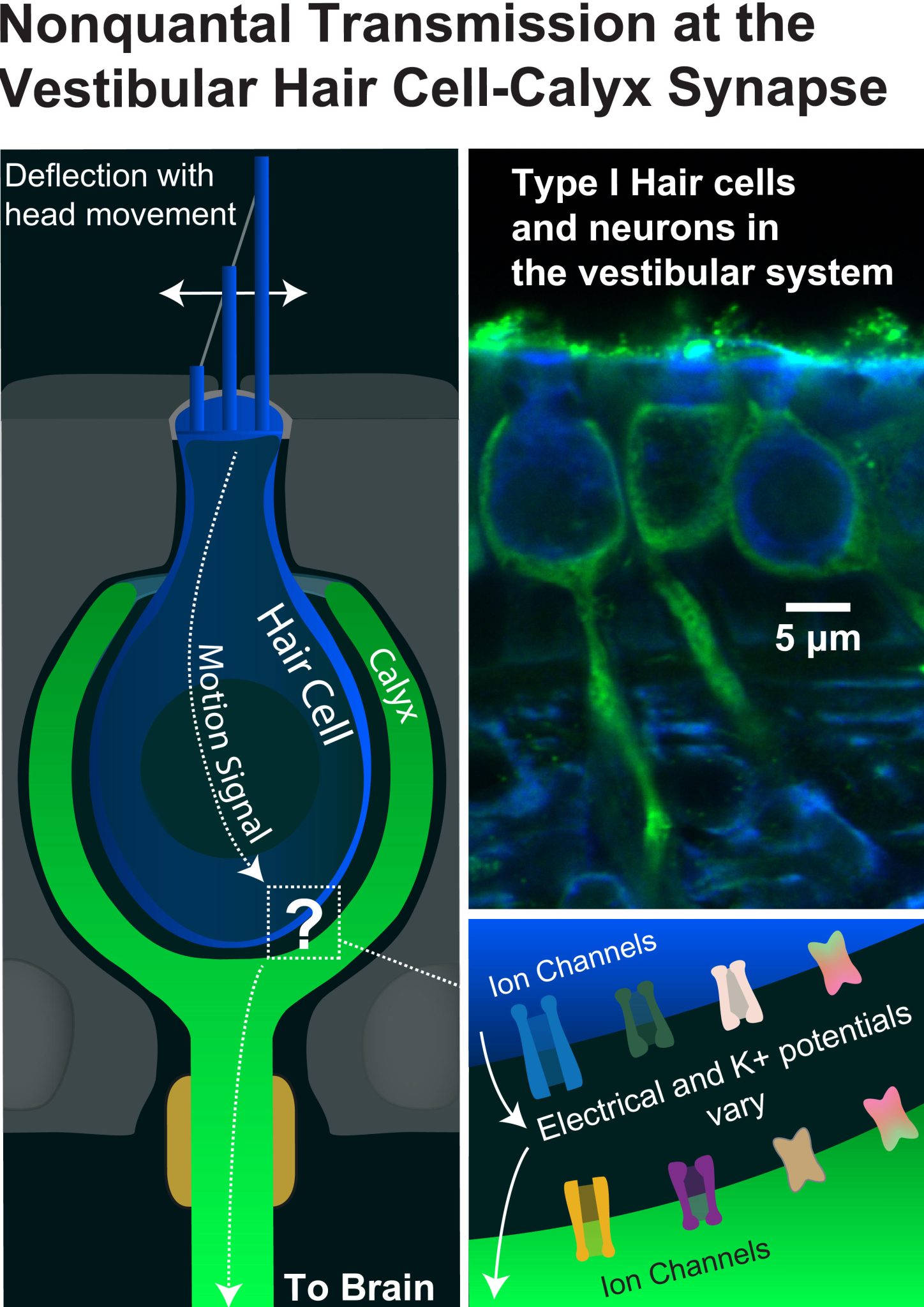 New Study Uncovers How a Unique Synapse Keeps Us From Falling