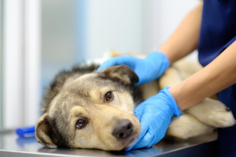New Tick-Borne Bacteria Discovered in U.S. Dogs