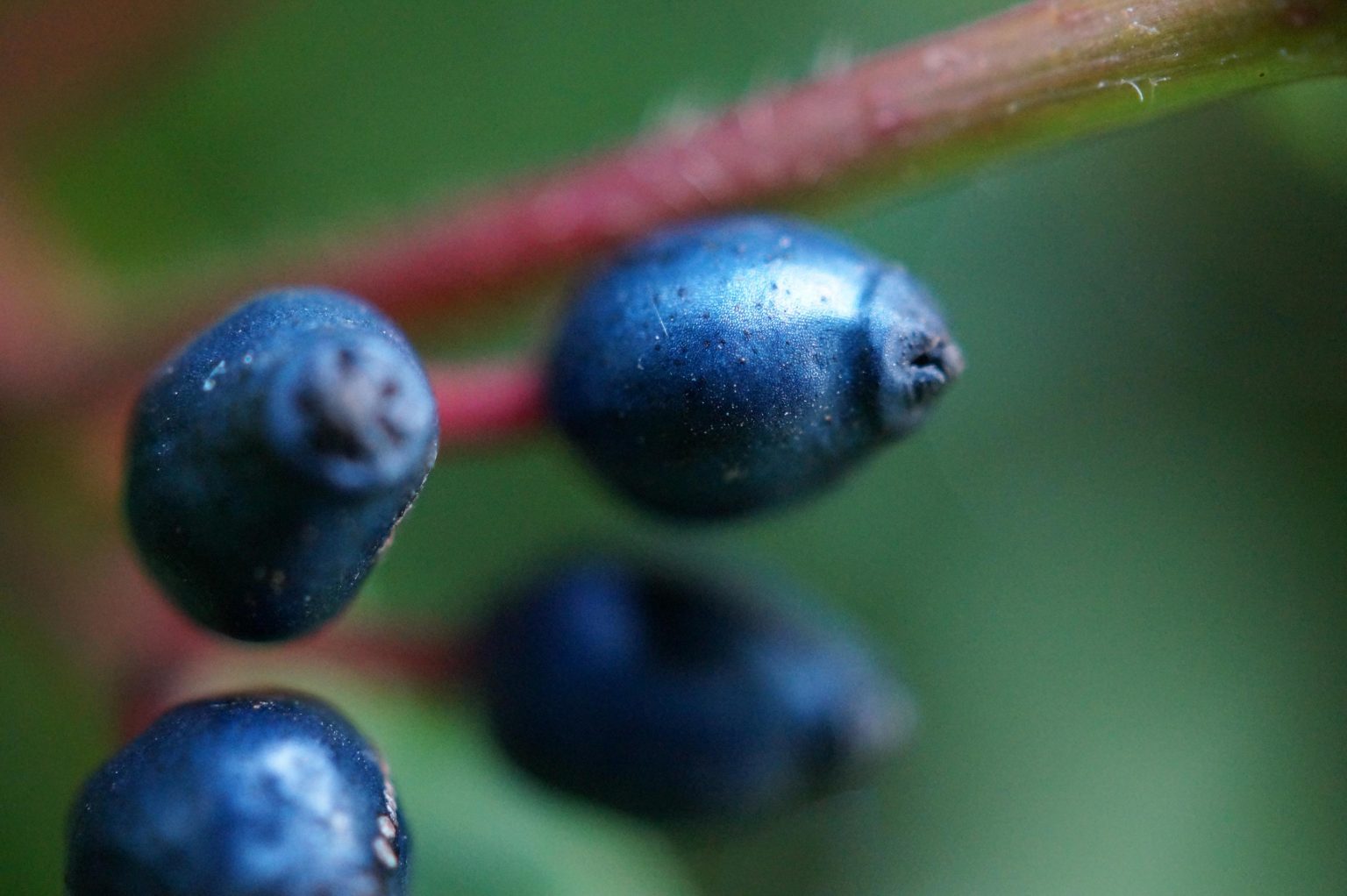 These Unusual Metallic Blue Fruits Have Incredible Dazzling Color – Now ...