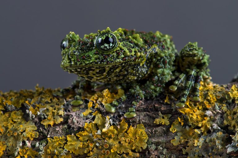 Comprehensive New Amphibian Family Tree Revises Frog Evolution Timeline