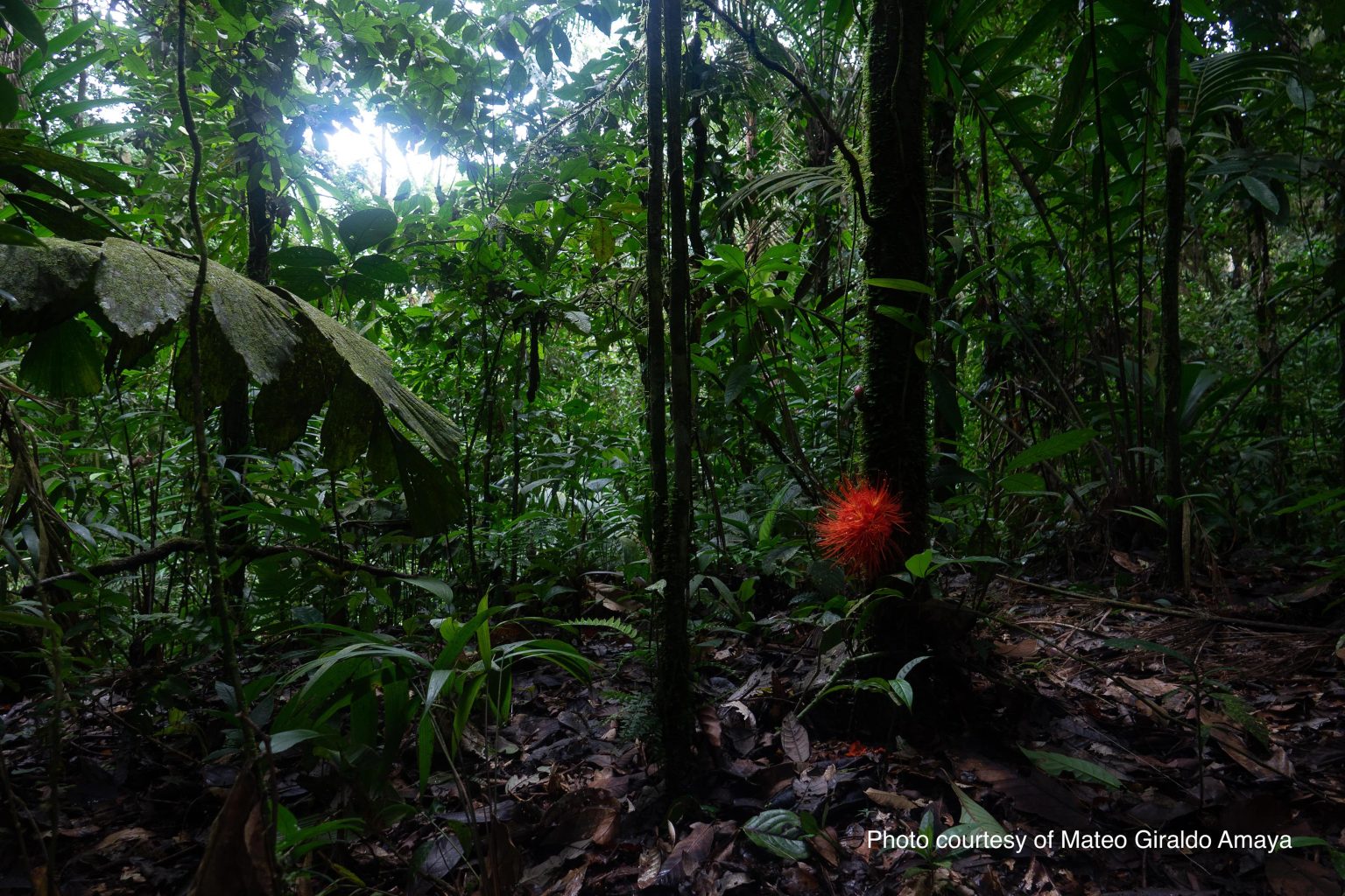 Web of Wonders: Expedition Discovers Four New Tarantula Species in ...