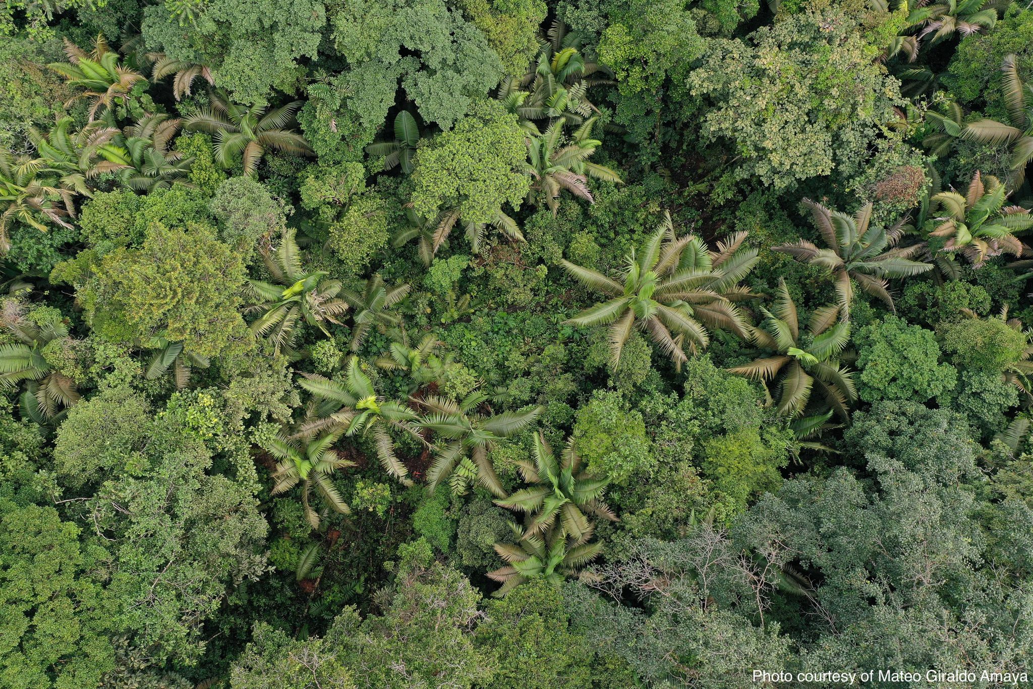 Web of Wonders: Expedition Discovers Four New Tarantula Species in ...