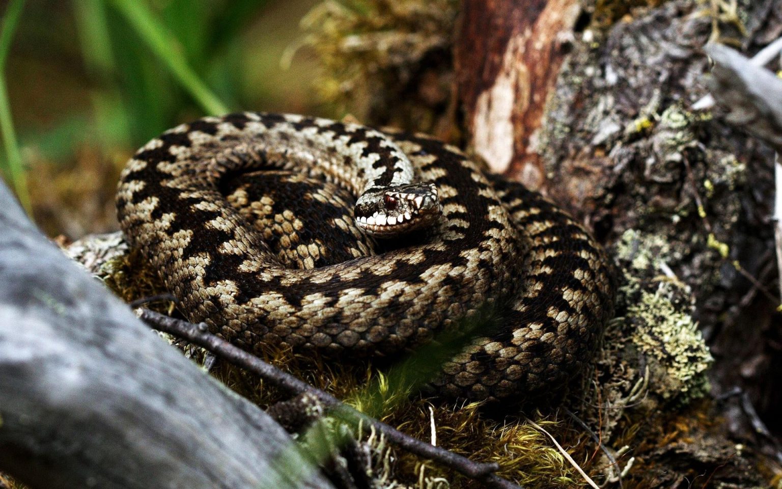 Masterful Illusionist: The European Viper Uses Cloak-and-Dazzle to ...