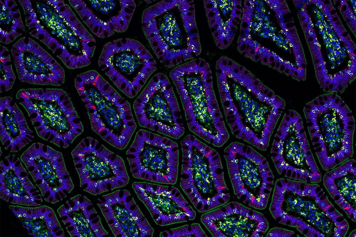 AI Pioneers Aim to Create the First Virtual Human Cell