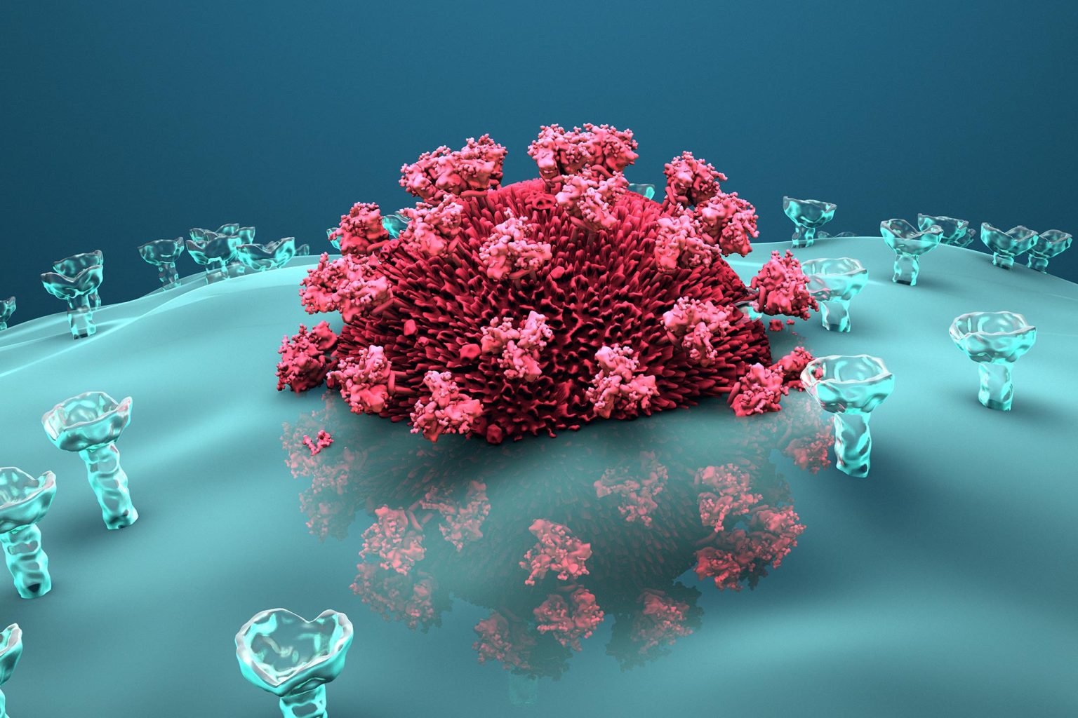 COVID-19 RNA Hijacking Uncovered: Unlocking the Door to Innovative ...