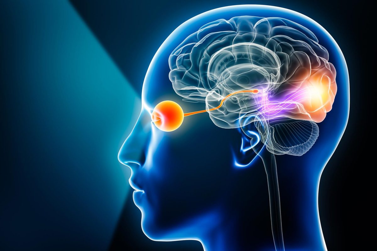 The Brain’s Hidden Repair Trick Helps Vision Recover After Trauma