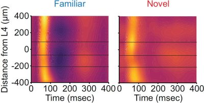 Unveiling the Brain’s Secrets: Study Resolves “Paradox” in Visual ...