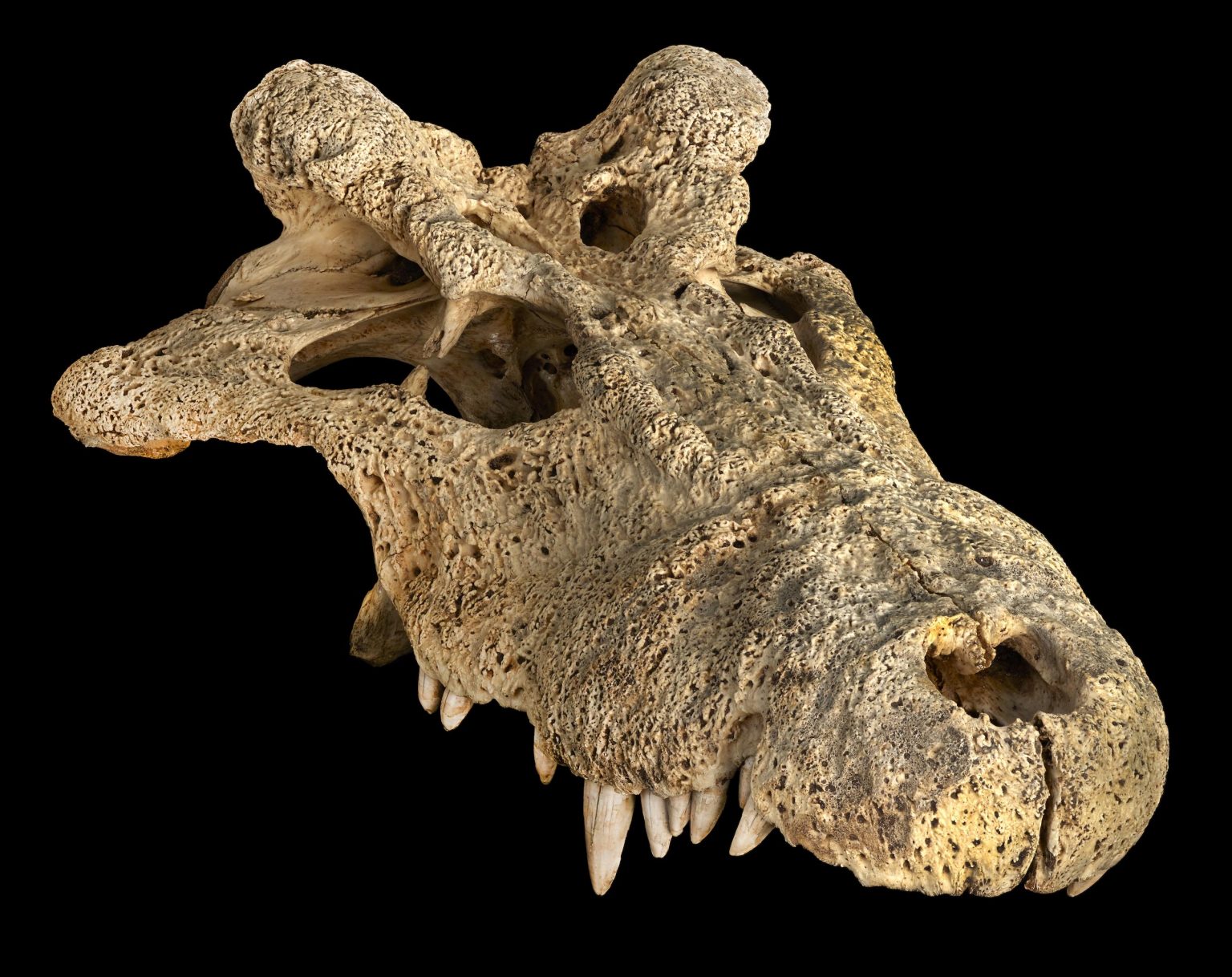 Ancient DNA Reveals New Spot in the Tree of Life for Extinct “Horned ...