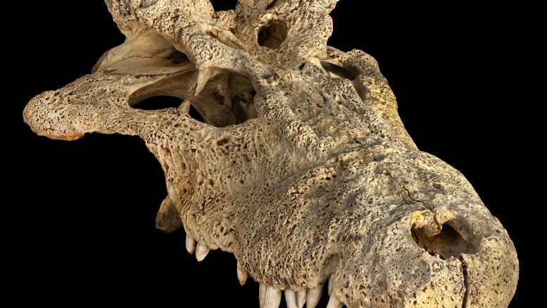 Genetic Evolution and the Ice Age: What Crocodile DNA Reveals