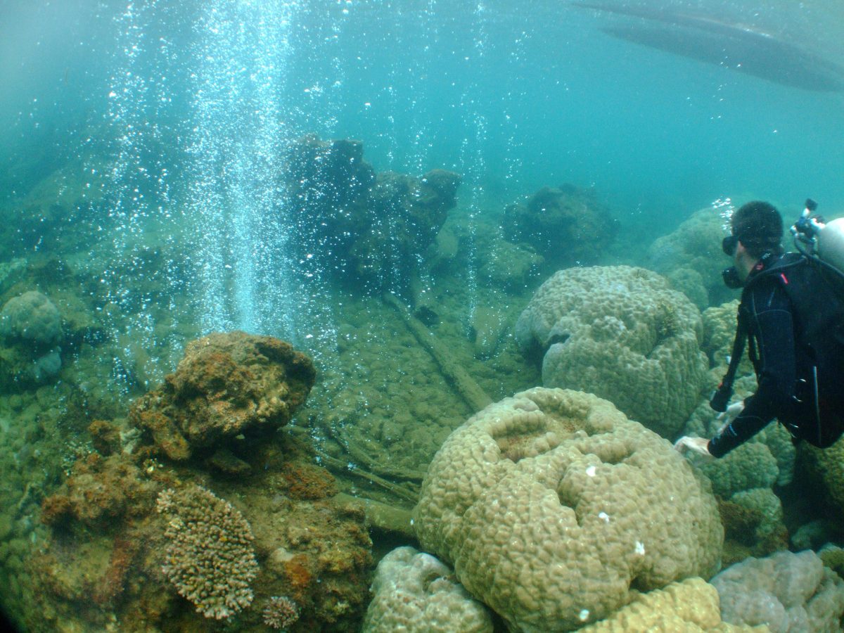 New Study Warns: By 2100, Coral Reefs Could Be Overtaken by Algae