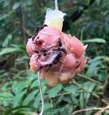 Meat-Eating “Vulture Bees” Sport Acidic Guts and an Extra Tooth for ...