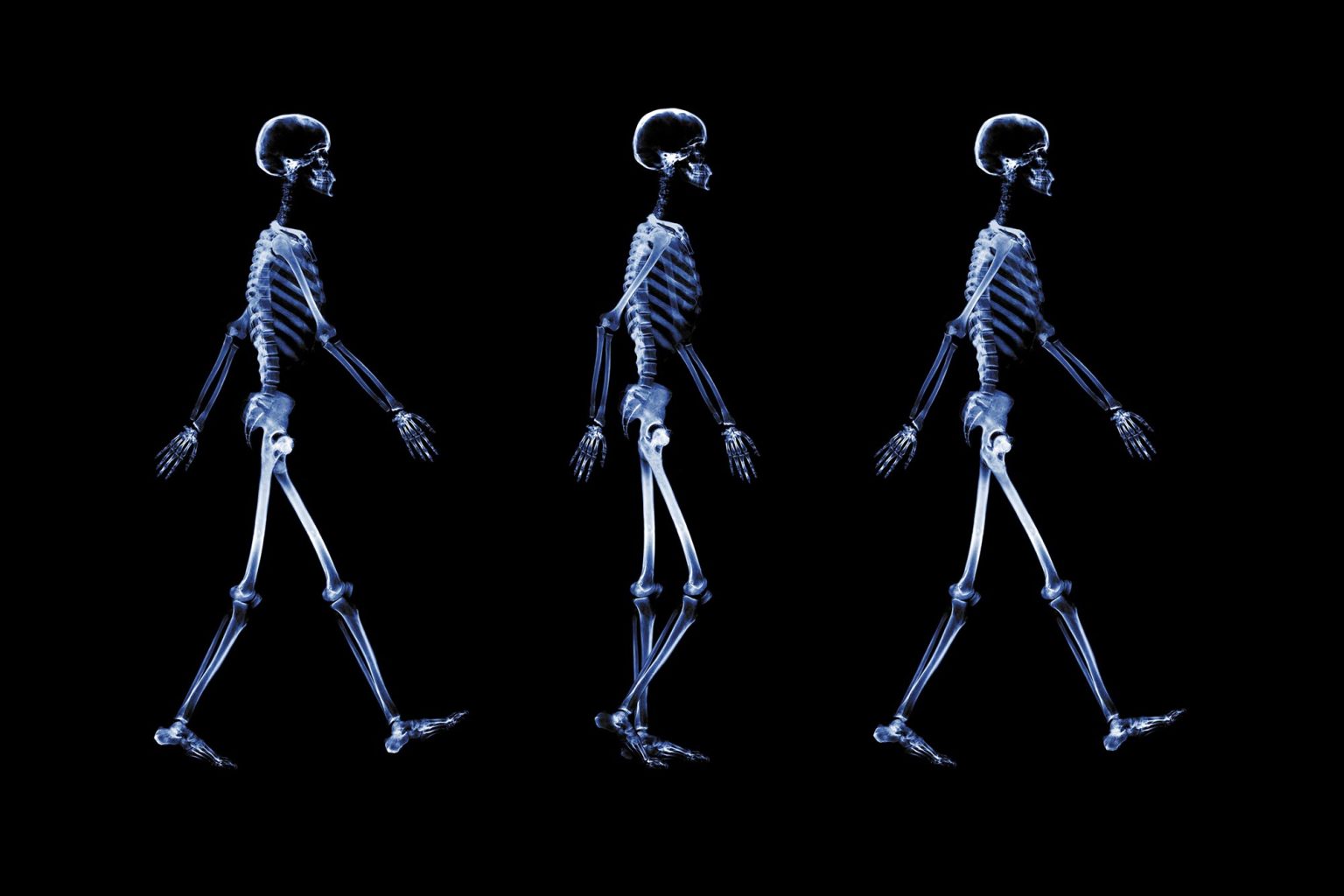 Why Do Humans Walk Upright? Harvard Biologists Reveal the Secret